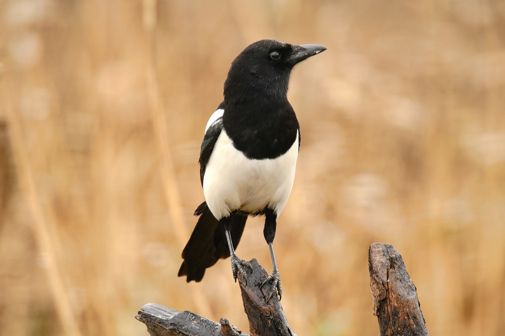 Elster Foto & Bild | tiere, wildlife, wildlife luder-futterplätze ...