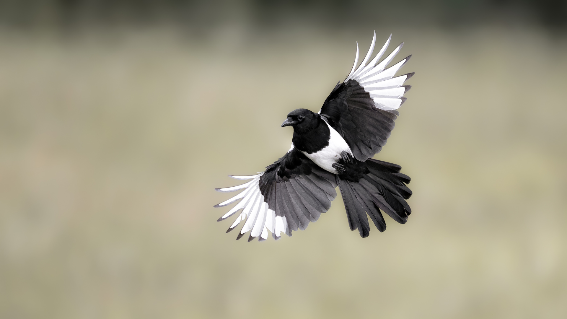 Elster Foto & Bild | tiere, wildlife, fotos Bilder auf fotocommunity