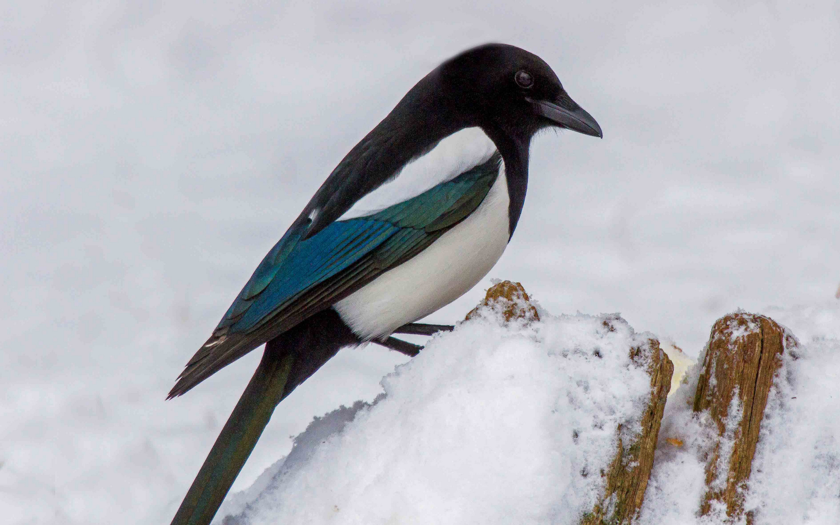 Elster am Futterplatz Foto & Bild | tiere, wildlife, wildlife luder ...