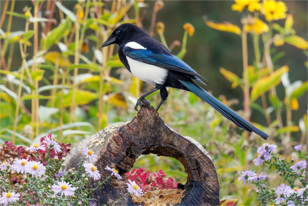 Elster auf der Baumscheibe ..... Foto & Bild | tiere, wildlife, wild ...