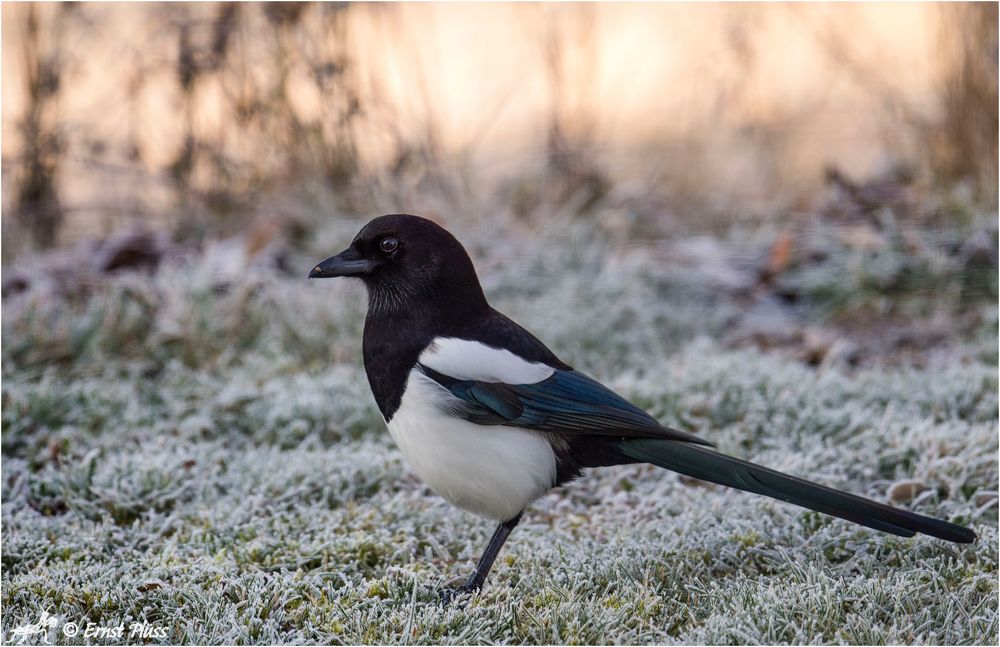 Elster Foto & Bild | tiere, wildlife, wild lebende vögel Bilder auf ...