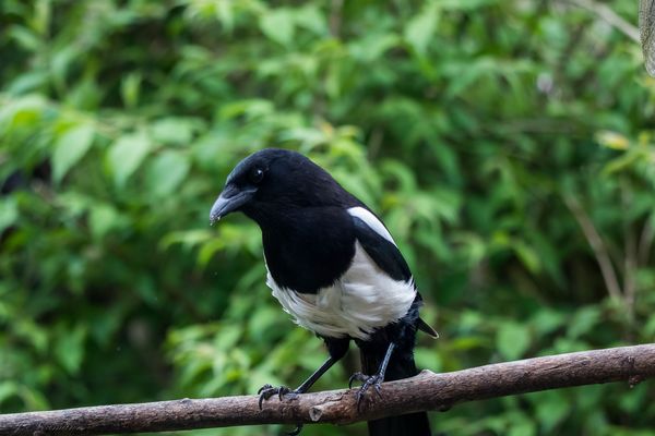 Rabenvögel Bilder & Fotos