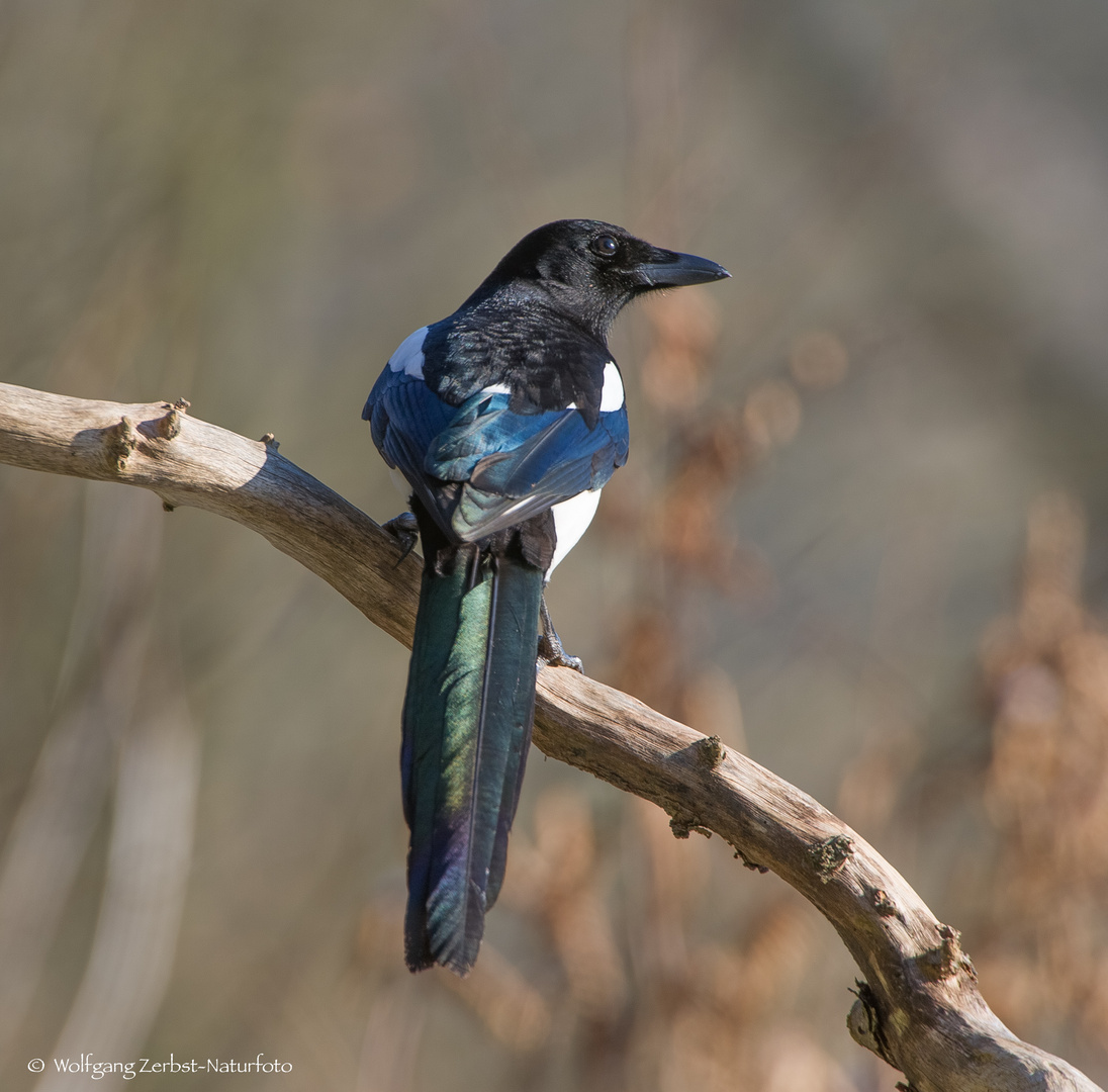 - ELSTER - Foto & Bild | fotos, world, natur Bilder auf fotocommunity