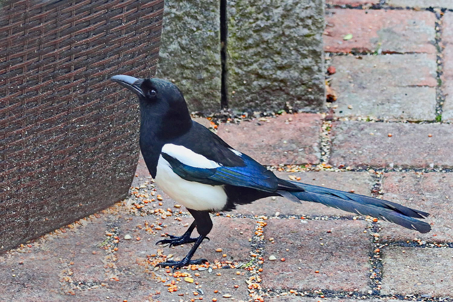 ELSTER Foto & Bild | vögel, fotos, natur Bilder auf fotocommunity