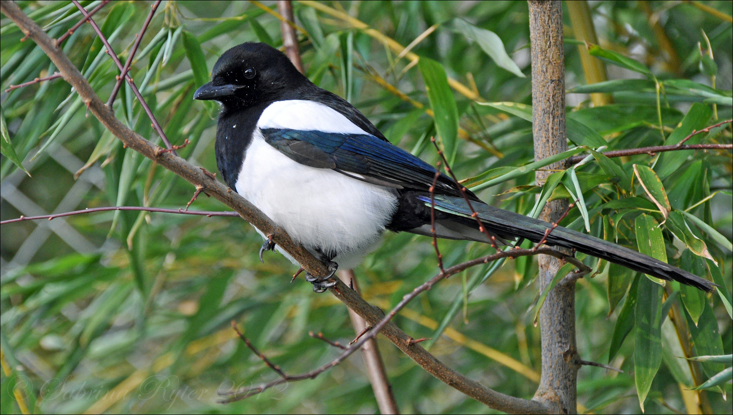 Elster Foto & Bild | tiere, wildlife, wild lebende vögel Bilder auf ...