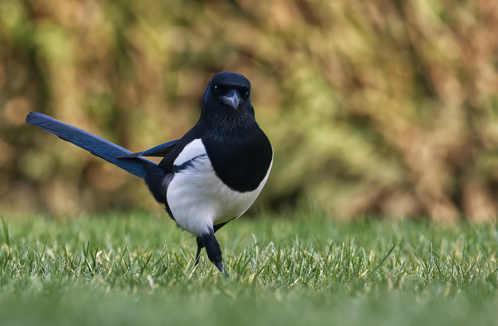 Elster-De Foto & Bild | tiere, wildlife, wild lebende vögel Bilder auf ...