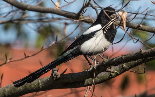 Rabenvögel Bilder & Fotos