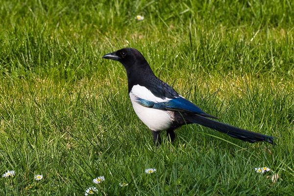 Rabenvögel Bilder & Fotos