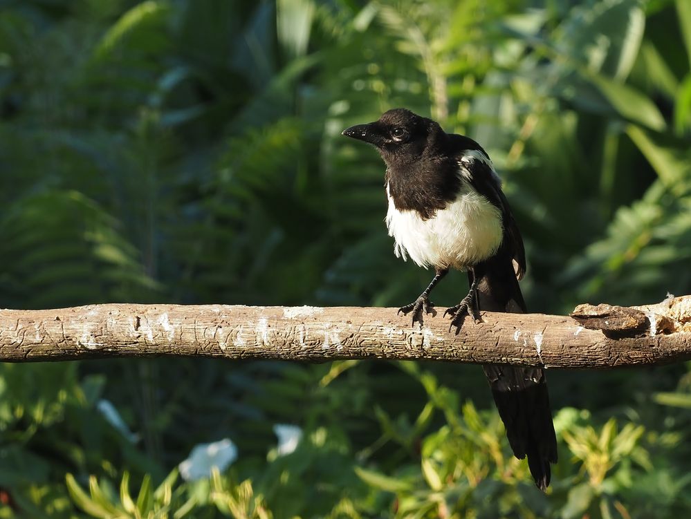Elster-Kind Foto & Bild | tiere, wildlife, wild lebende vögel Bilder ...