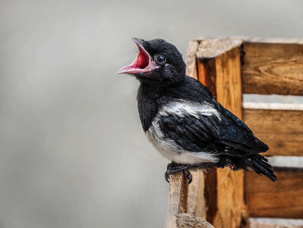 Elster - Meine Elster Else Foto & Bild | tiere, tierkinder, natur ...