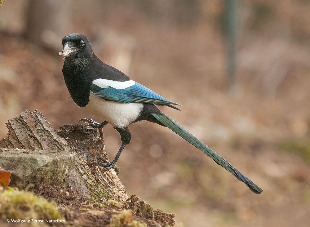 -- Elster -- ( Pica pica ) Foto & Bild | fotos, natur, tiere Bilder auf ...