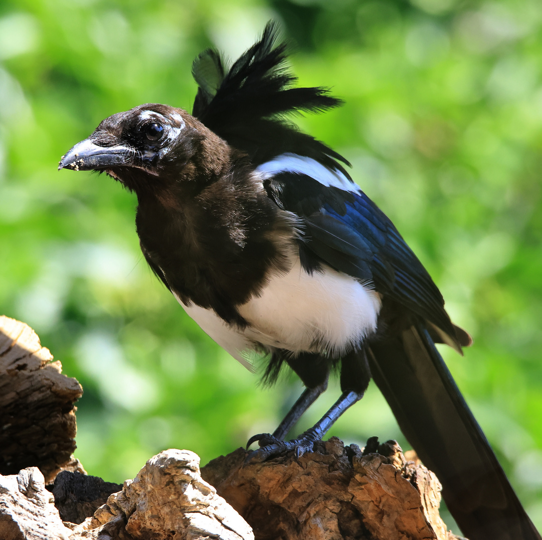 Elster Pica pica Foto & Bild | natur, bird, tiere Bilder auf fotocommunity