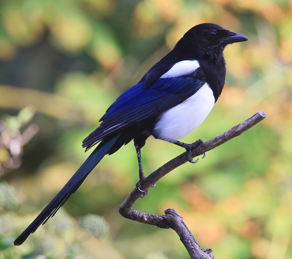 Elster Pica pica Foto & Bild | tiere, wildlife, wild lebende vögel ...