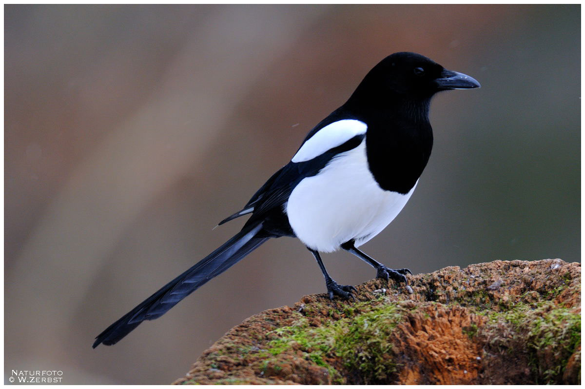 - Elster - ( Pica pica ) Foto & Bild | tiere, wildlife, wild lebende ...