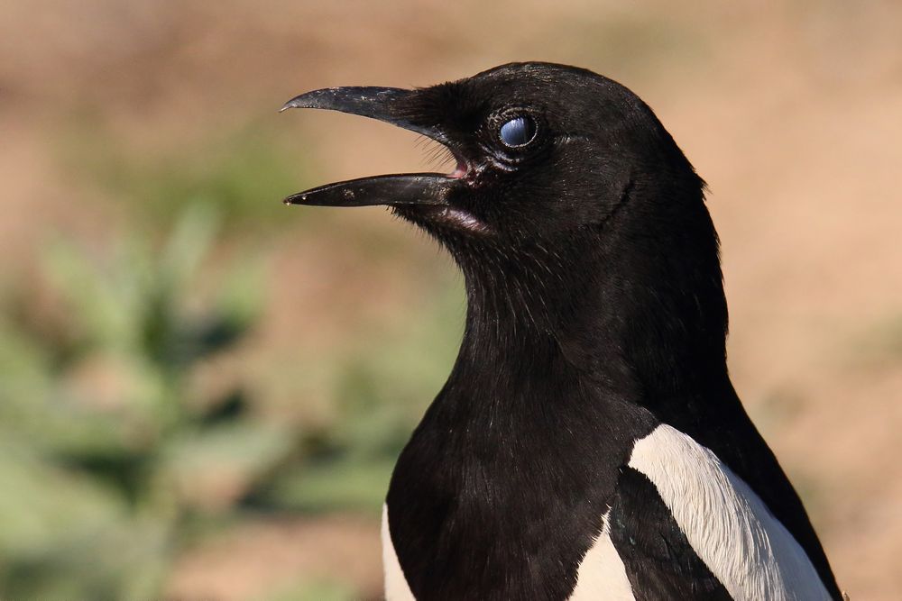 Elster-Portrait Foto & Bild | tiere, wildlife, natur Bilder auf ...