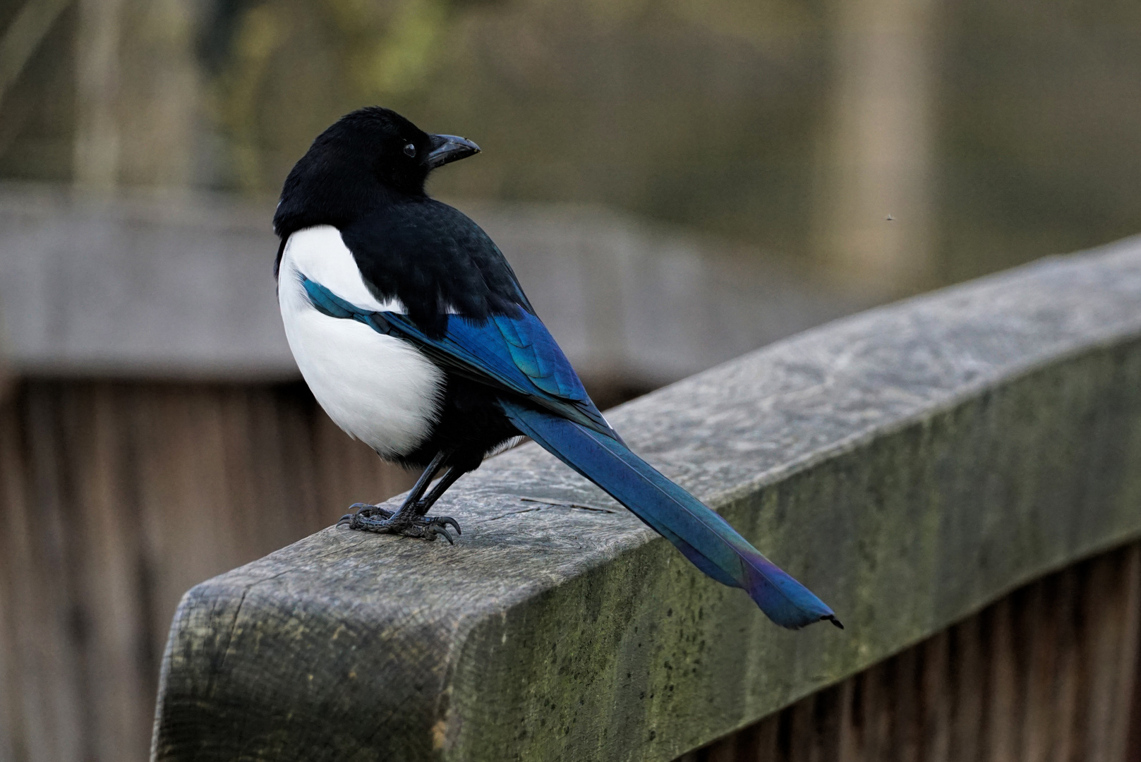 Elster - Zoobesucher Foto & Bild | tiere, zoo, wildpark & falknerei ...