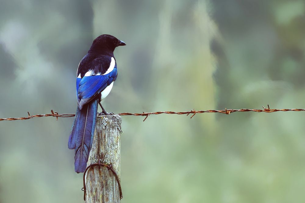 Elster_01 Foto & Bild | tiere, wildlife, wild lebende vögel Bilder auf ...
