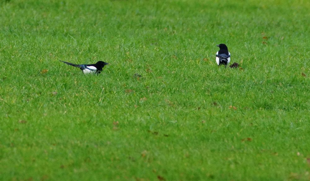 Elstern. Foto & Bild | tiere, wildlife, wild lebende vögel Bilder auf ...
