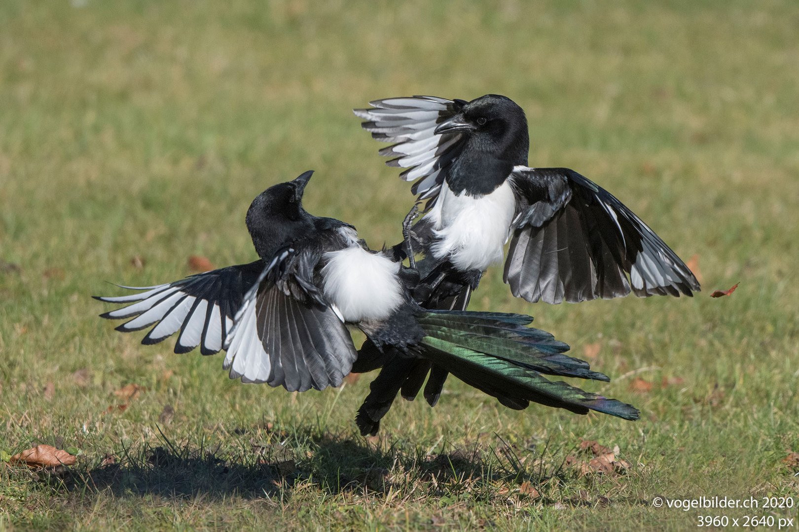 Elstern beim Revierkampf Foto & Bild | tiere, wildlife, wild lebende ...