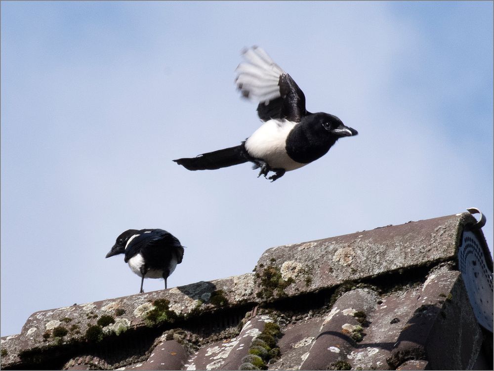 Elstern Foto & Bild | wildlife, natur, tiere Bilder auf fotocommunity