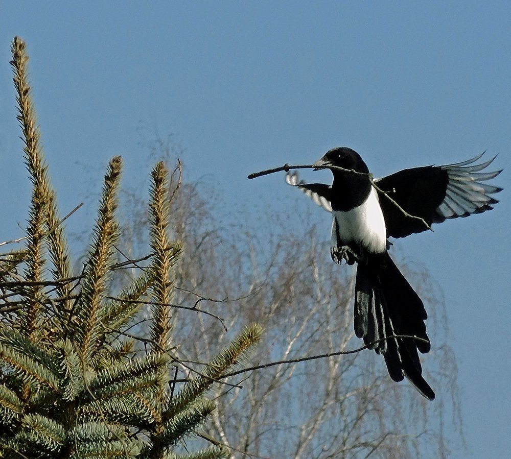 Elstern; Elster beim Nestbau Foto & Bild | natur, zoo, tiere Bilder auf ...