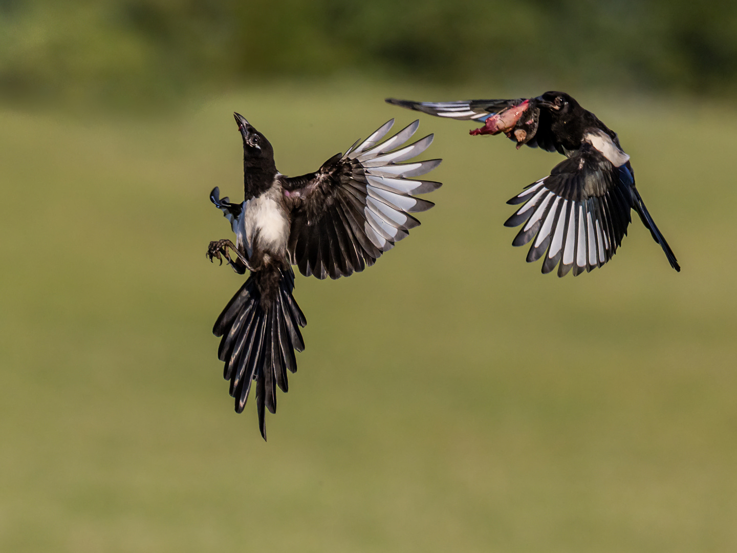 Elstern im Luftkampf um Maulwurf Foto & Bild | tiere, wildlife, wild ...