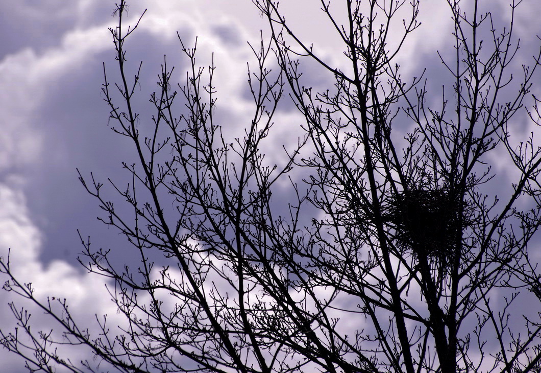 Elsternest Foto & Bild | jahreszeiten, frühling, natur Bilder auf ...