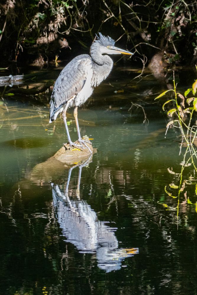 Elvis lebt oder ist es doch einer der Beatles Foto & Bild | tiere ...