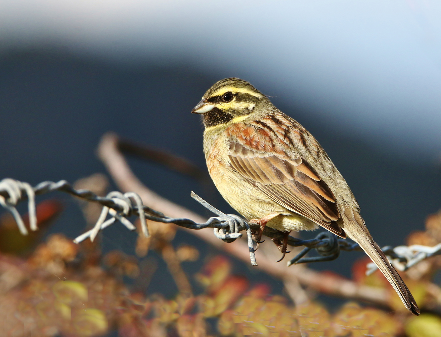Emberiza cirlus Imagen & Foto | animales, aves, naturaleza Fotos de ...
