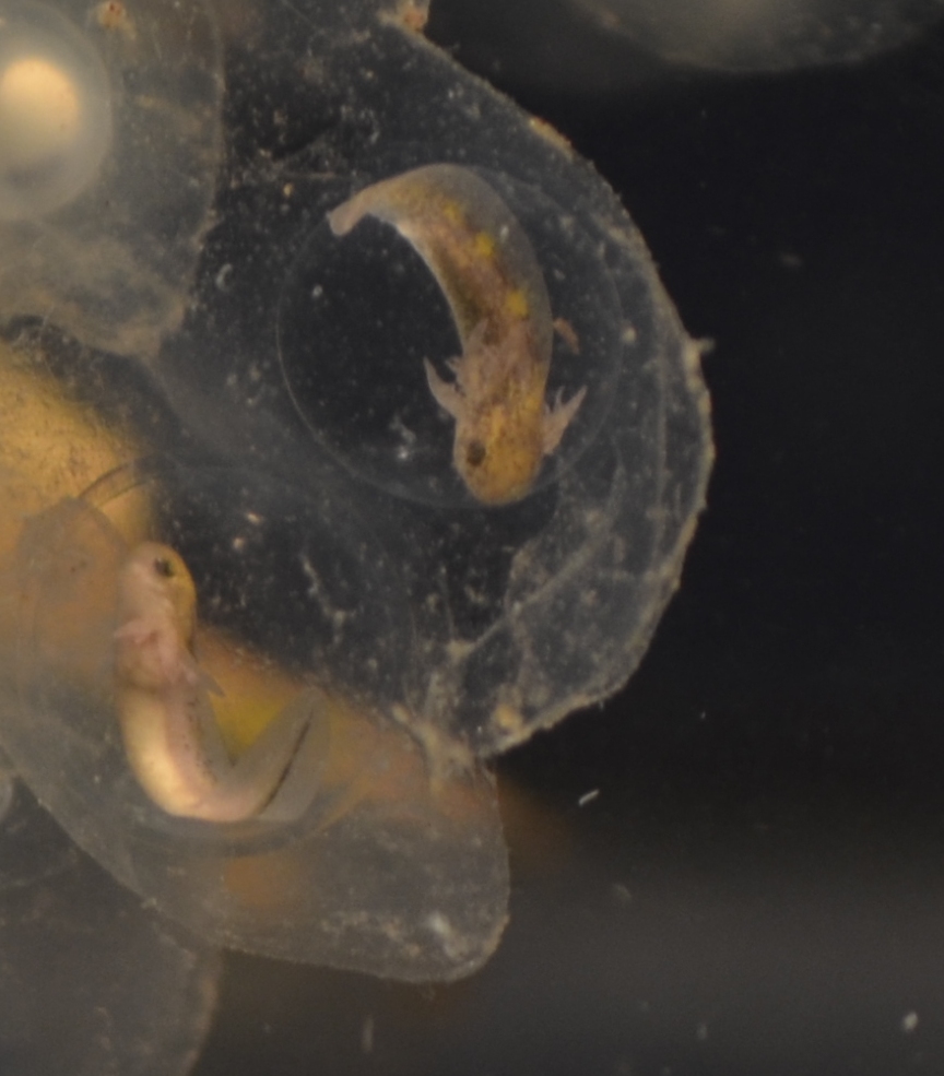 Embrios der Axolotl, die zweite Woche Foto & Bild | sonstiges, fotos ...
