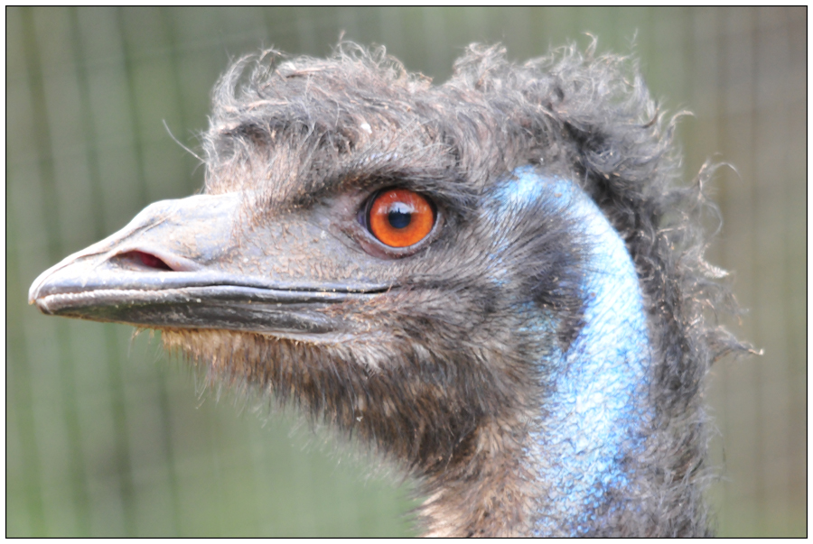 Emeu bien mal coiffé !... photo et image | animaux, animaux sauvages ...