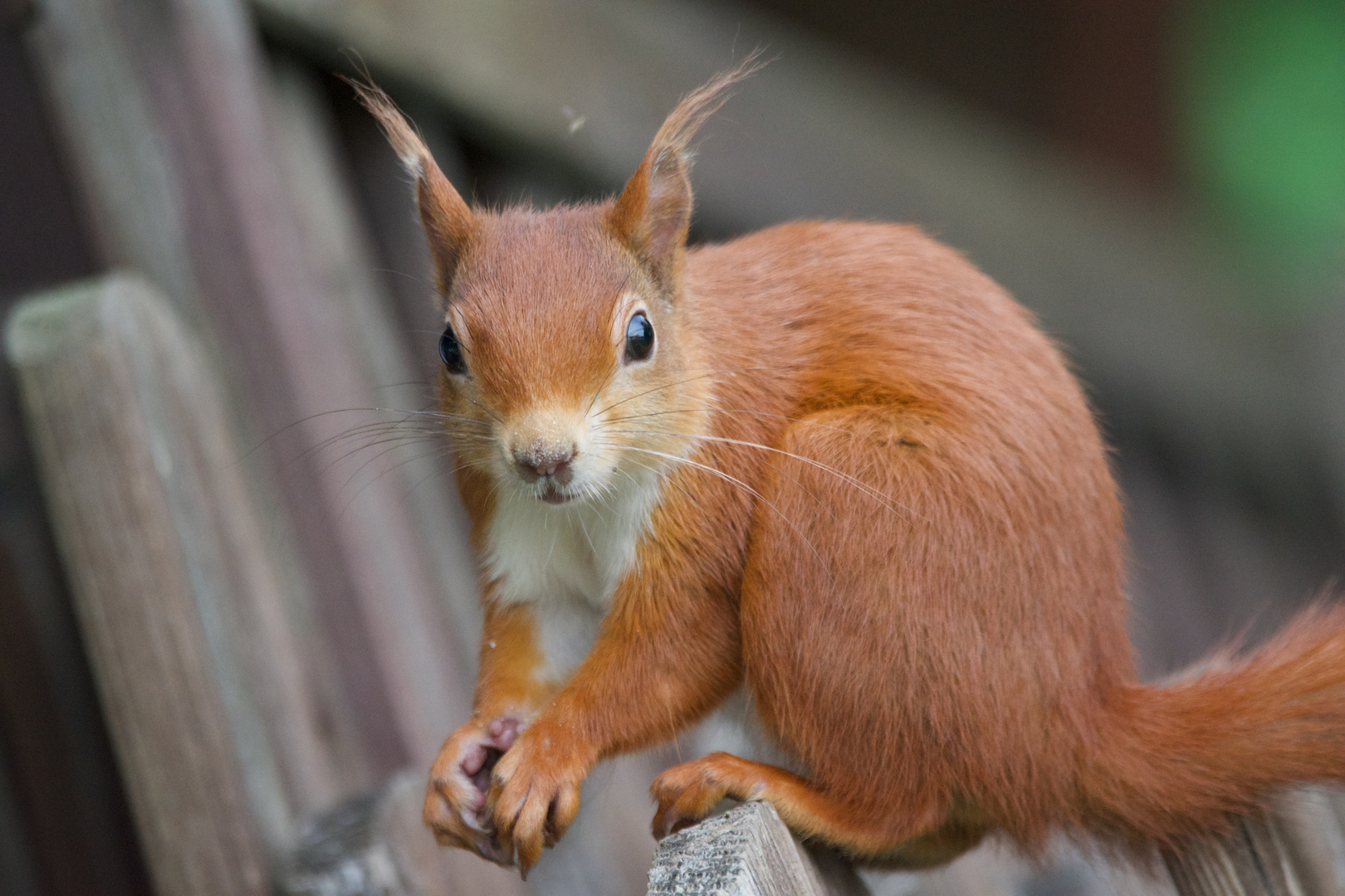 Emil Eichhorn Foto & Bild | tiere, wildlife, fotos Bilder auf fotocommunity