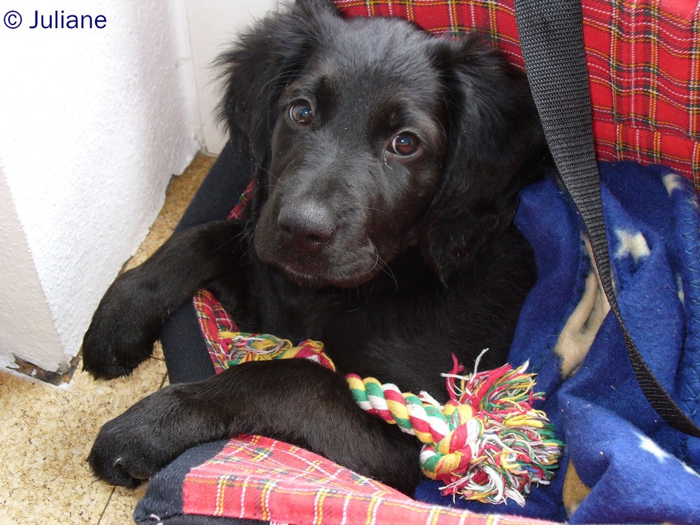 Irish Setter Lab Mix