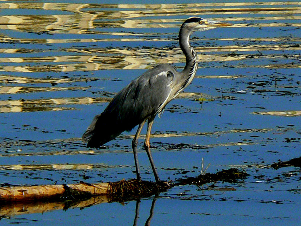 Emmanché d'un long cou... photo et image | animaux, animaux sauvages ...
