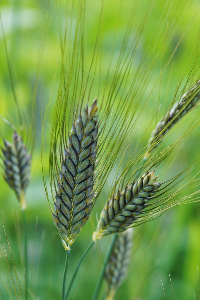 Emmer ... Foto & Bild | natur, getreide, stillleben Bilder auf ...