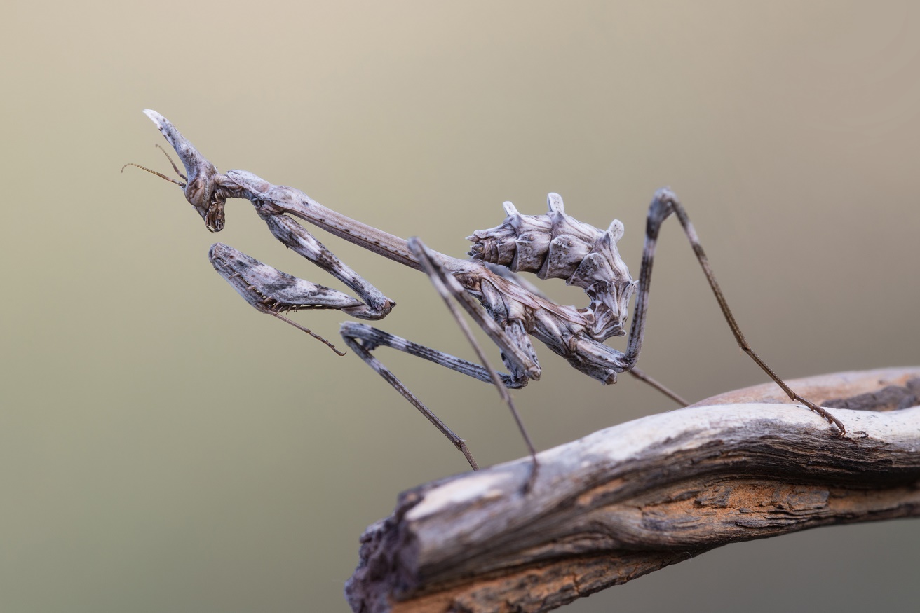 Empusa Foto % Immagini| .galleria dello staff, macro, empusa Foto su ...