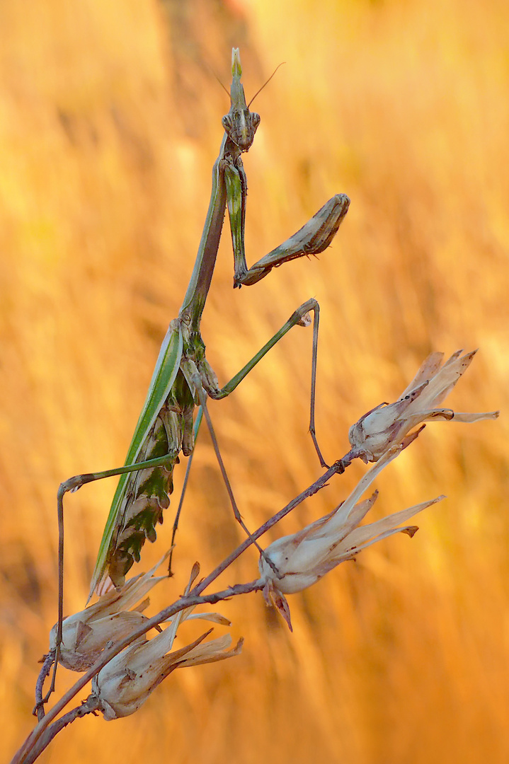 Empusa Foto & Bild | makro, natur, insekten Bilder auf fotocommunity