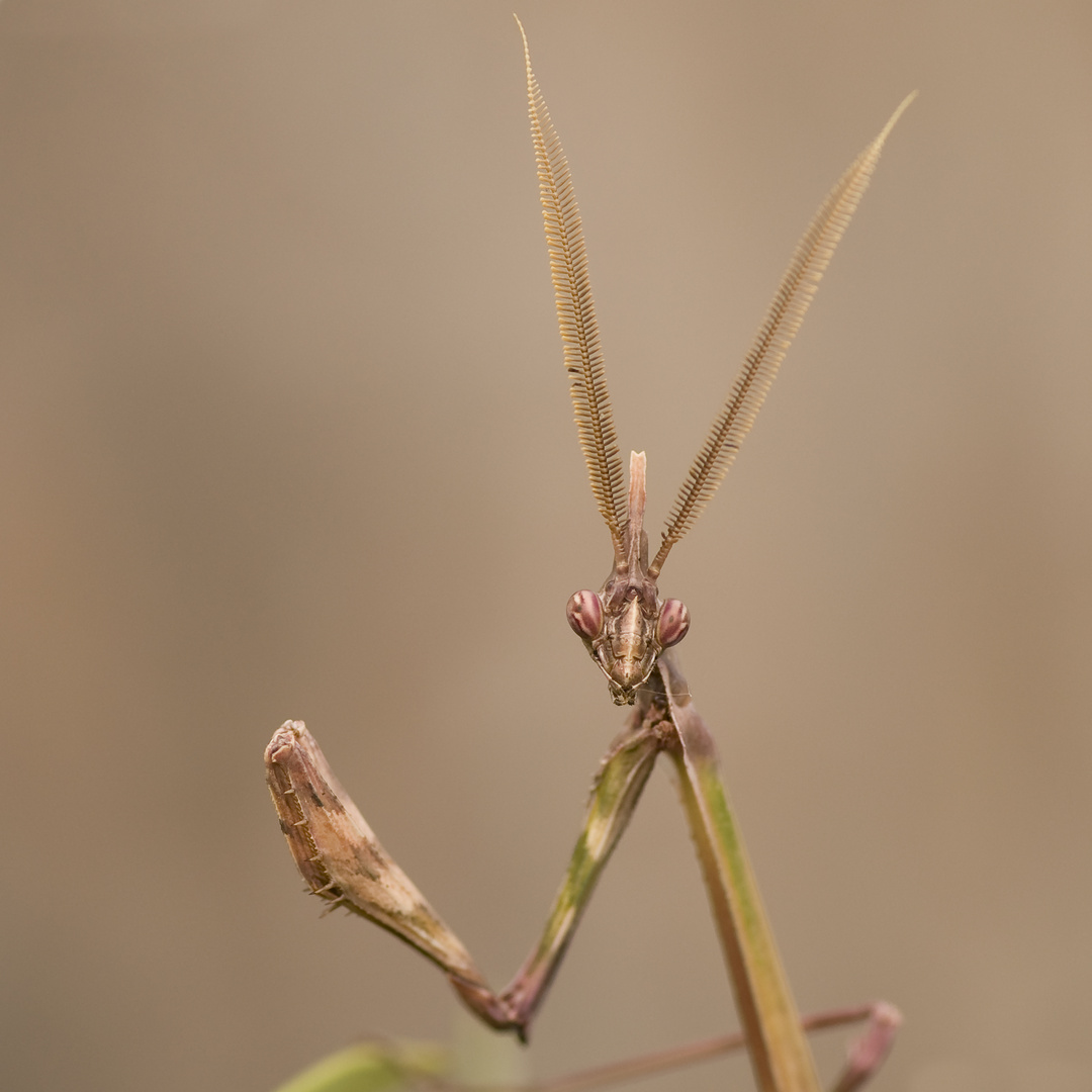 Empusa pennata Foto & Bild | makro, natur, insekten Bilder auf ...