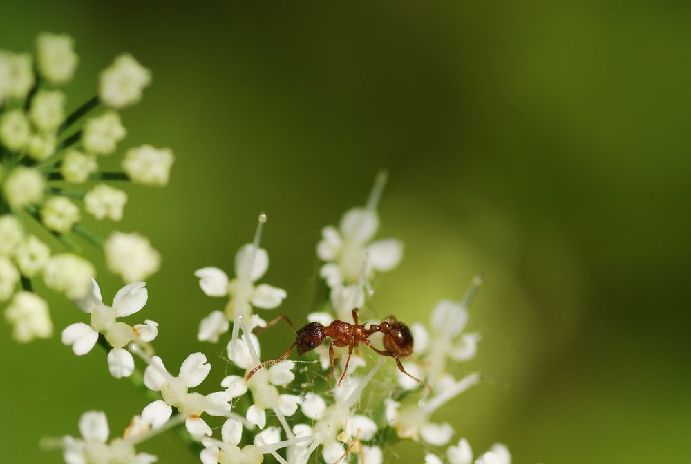 Emse Foto & Bild | tiere, wildlife, insekten Bilder auf fotocommunity