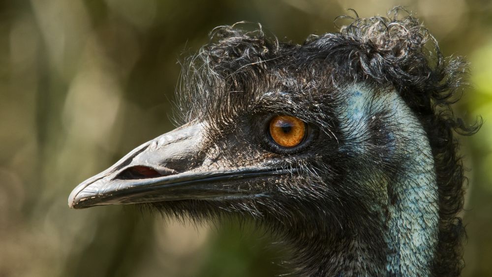 Emu 001 Foto & Bild | natur, tiere, vögel Bilder auf fotocommunity