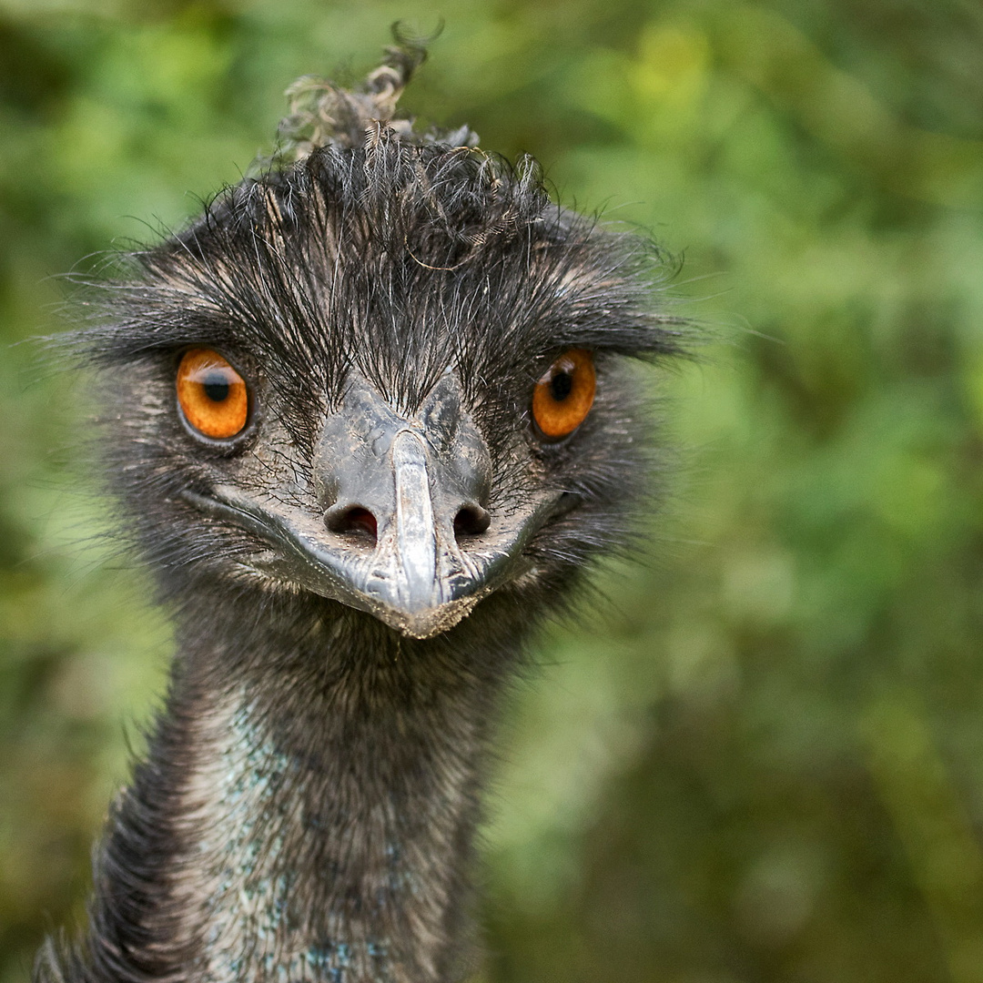 Emu 003 Foto & Bild | bäume, natur, vogel Bilder auf fotocommunity