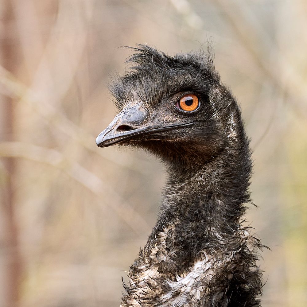 Emu Foto & Bild | natur, zoo, tiere Bilder auf fotocommunity