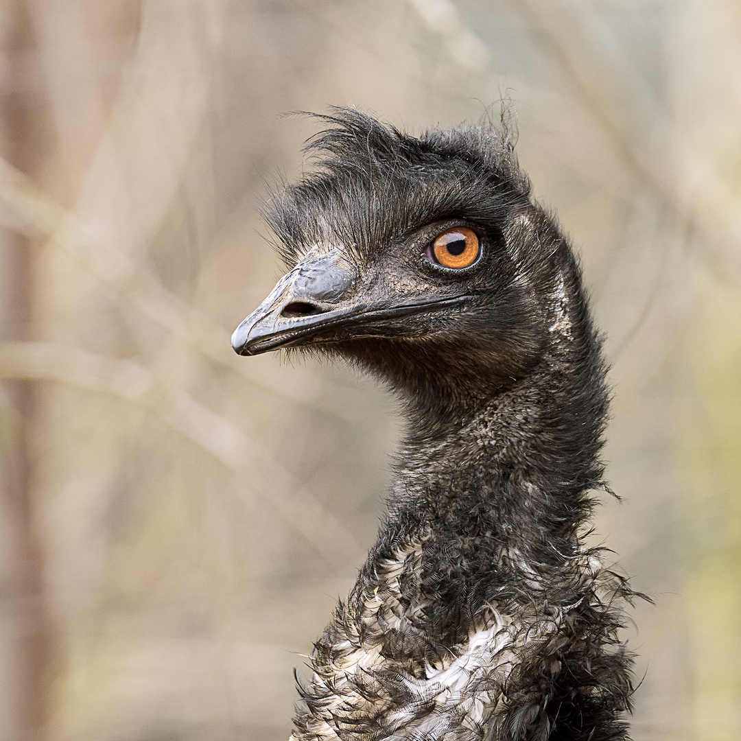 Emu Foto & Bild | natur, zoo, tiere Bilder auf fotocommunity