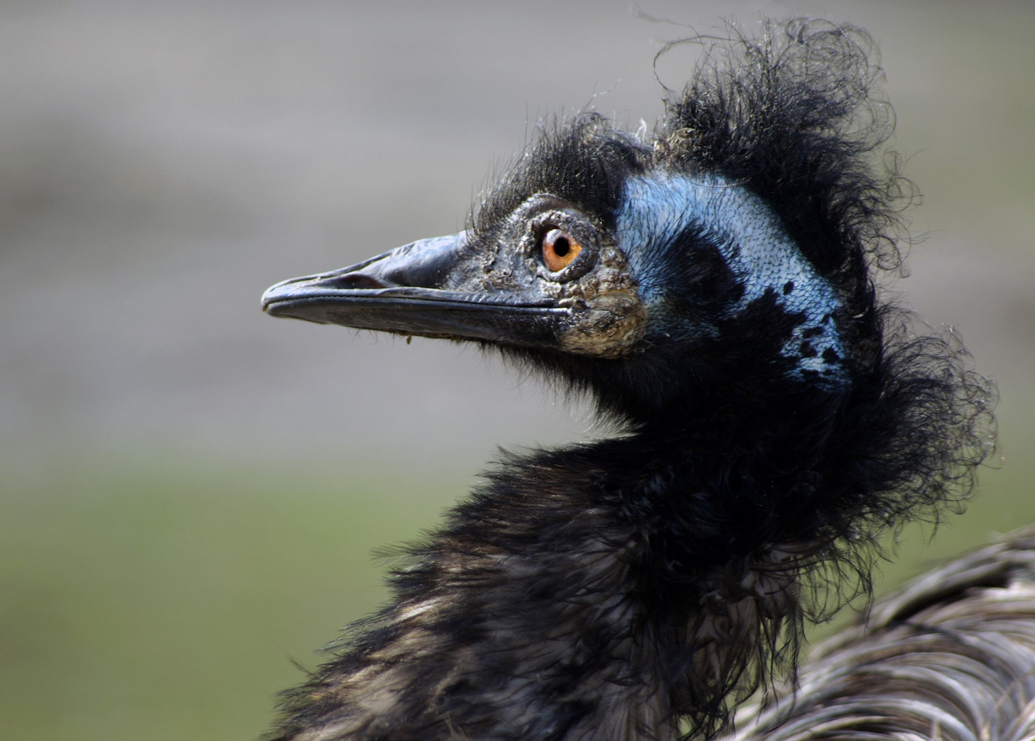 Emu.... Foto & Bild | deutschland, europe, nordrhein- westfalen Bilder ...