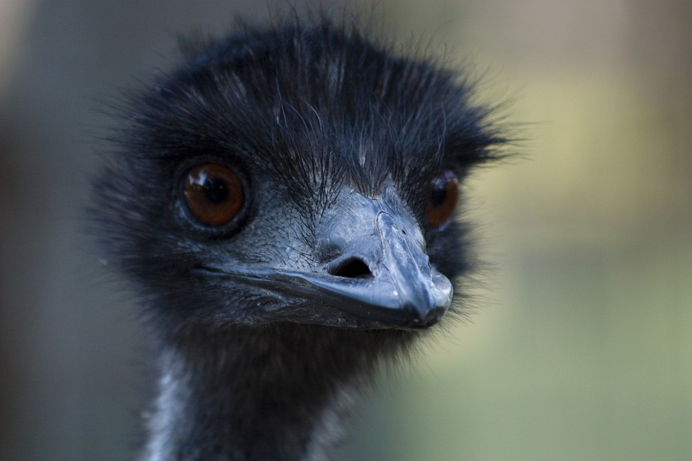 Emu Foto & Bild | tiere, zoo, wildpark & falknerei, vögel Bilder auf ...