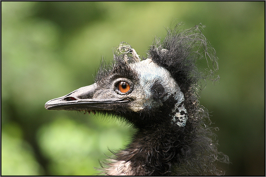 Emu Foto & Bild | tiere, zoo, wildpark & falknerei, vögel Bilder auf ...