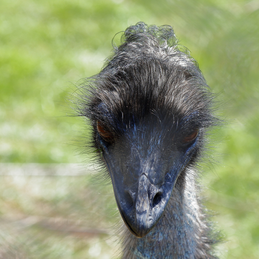 Emu Foto & Bild | natur, tiere, vögel Bilder auf fotocommunity