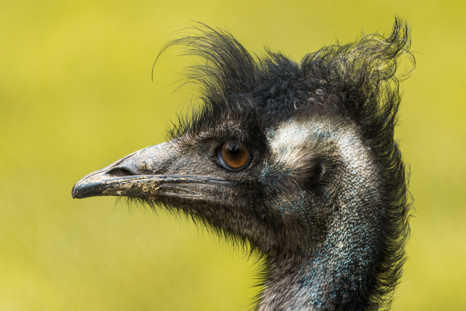 Emu Foto & Bild | tiere, zoo, wildpark & falknerei, natur Bilder auf ...