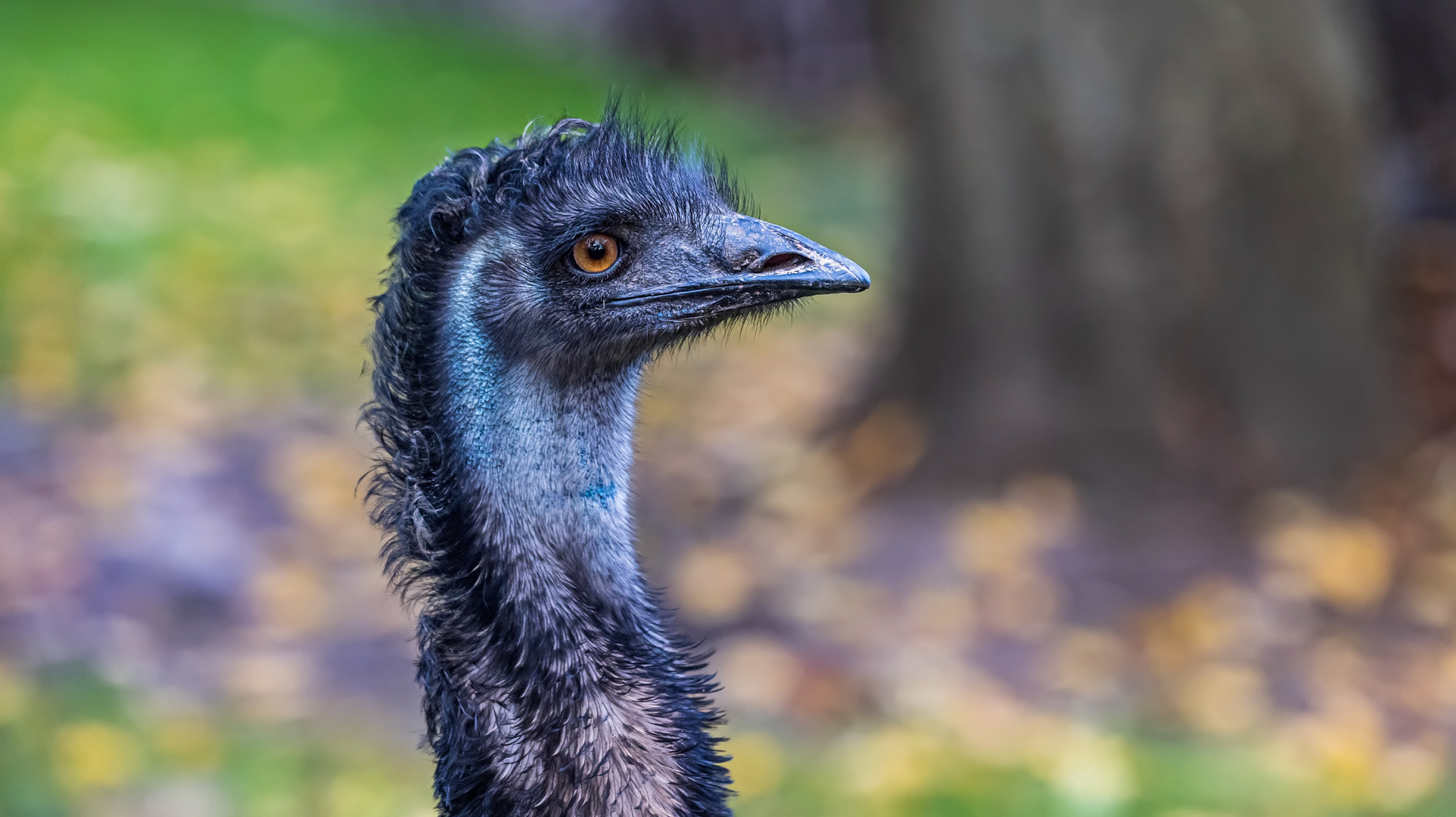Emu Foto & Bild | tiere, zoo, wildpark & falknerei, vögel Bilder auf ...
