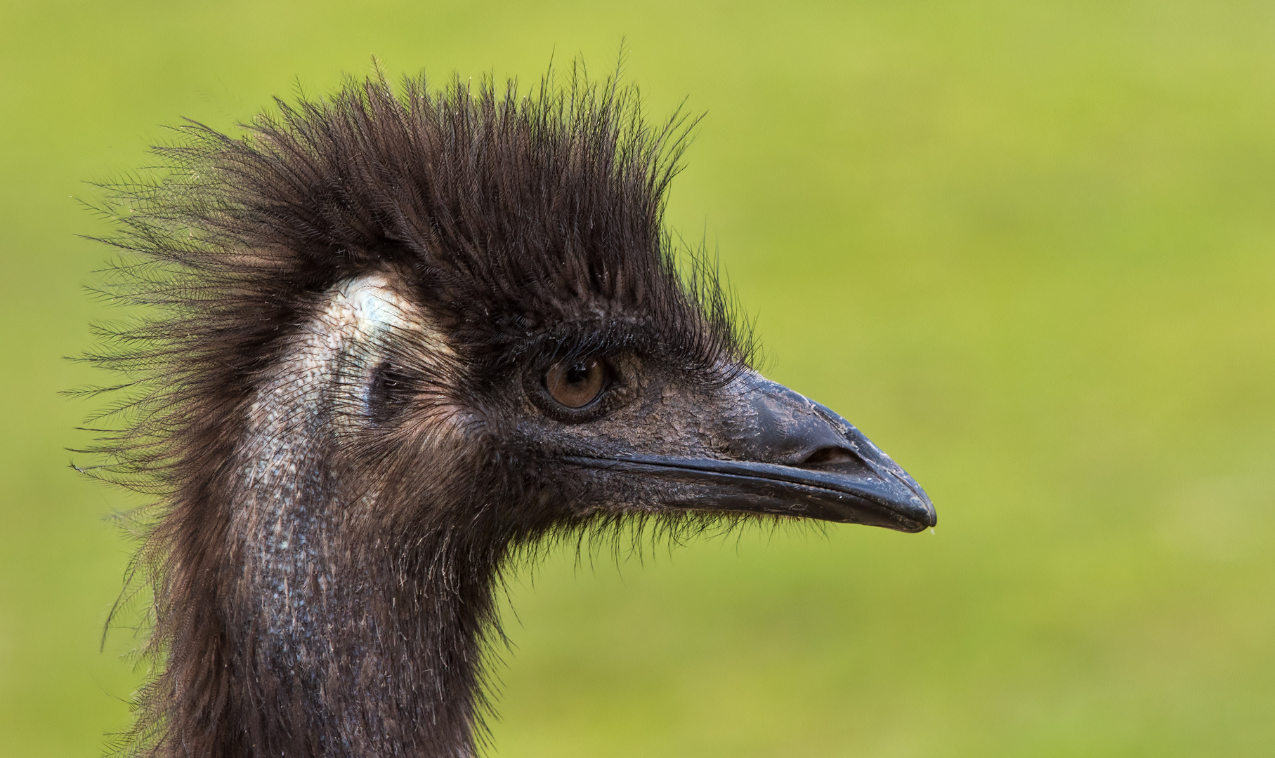 Emu Foto & Bild | landschaft, lebensräume, natur Bilder auf fotocommunity